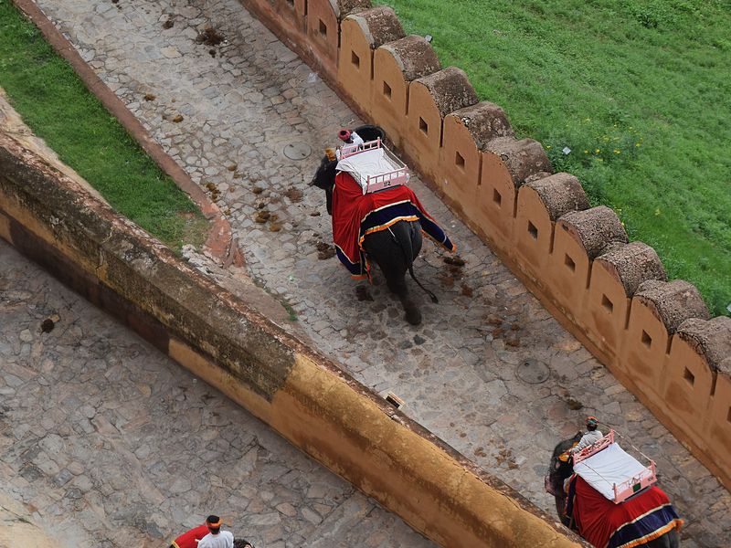 Elephants from above | Smithsonian Photo Contest | Smithsonian Magazine