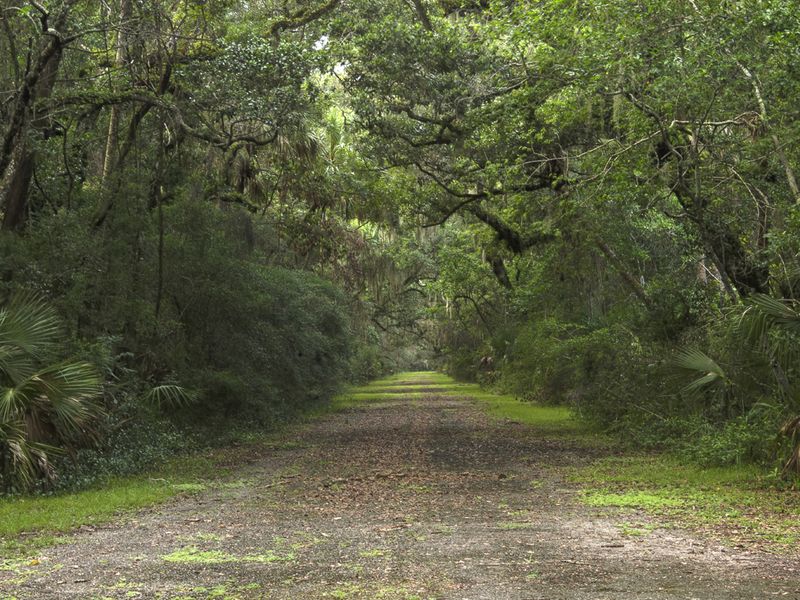 Overgrown Roadway | Smithsonian Photo Contest | Smithsonian Magazine