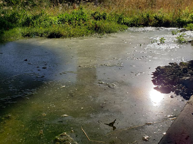 A algae filled river | Smithsonian Photo Contest | Smithsonian Magazine