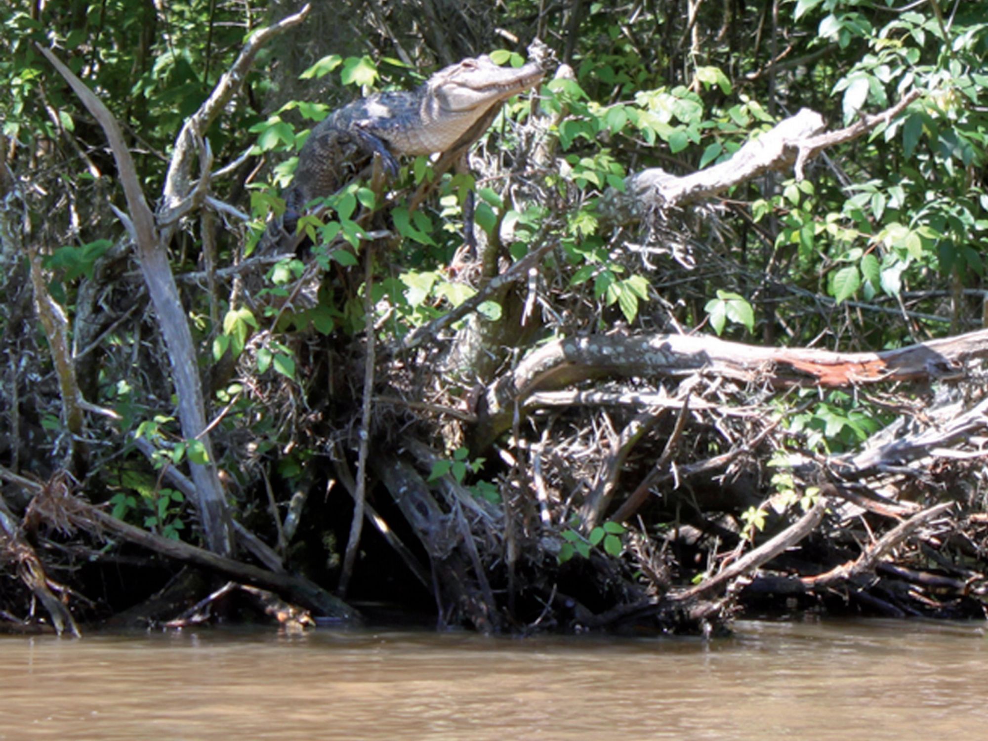 If You Think Climbing a Tree Will Save You From a Crocodile…