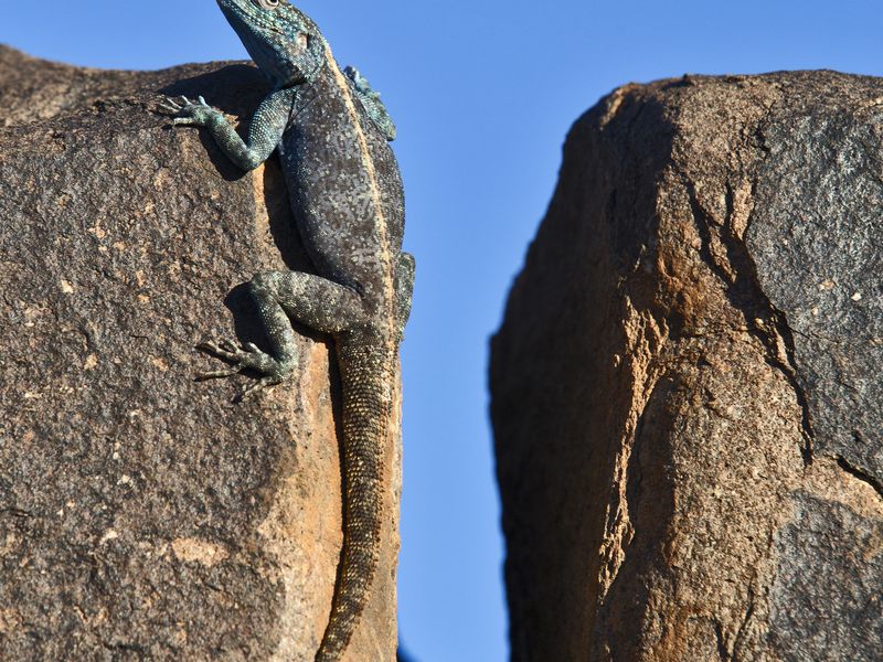 The escouter | Smithsonian Photo Contest | Smithsonian Magazine