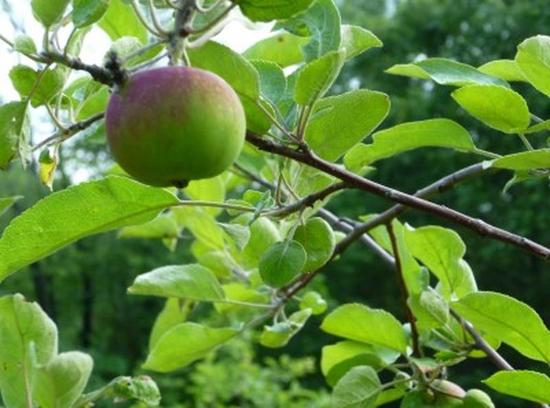 Cross-Pollination: Fruit Trees as Metaphor
