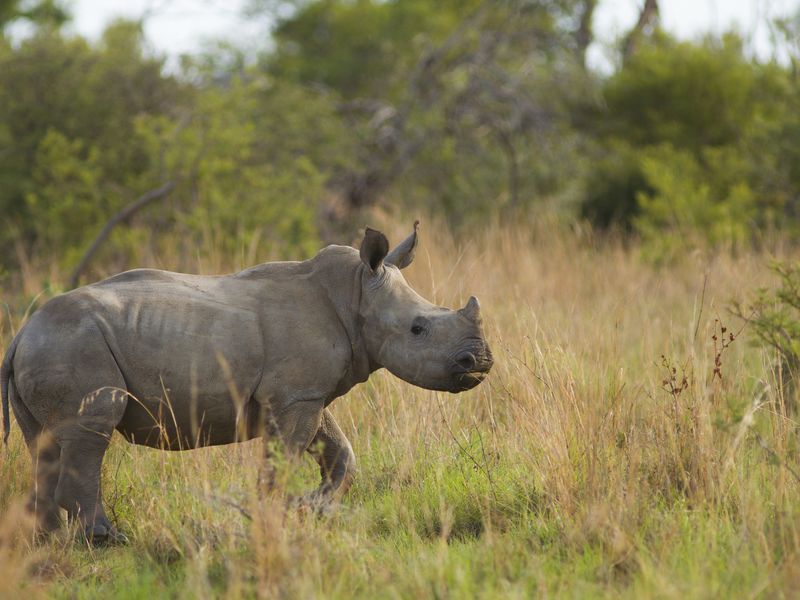 Happy little rhino | Smithsonian Photo Contest | Smithsonian Magazine