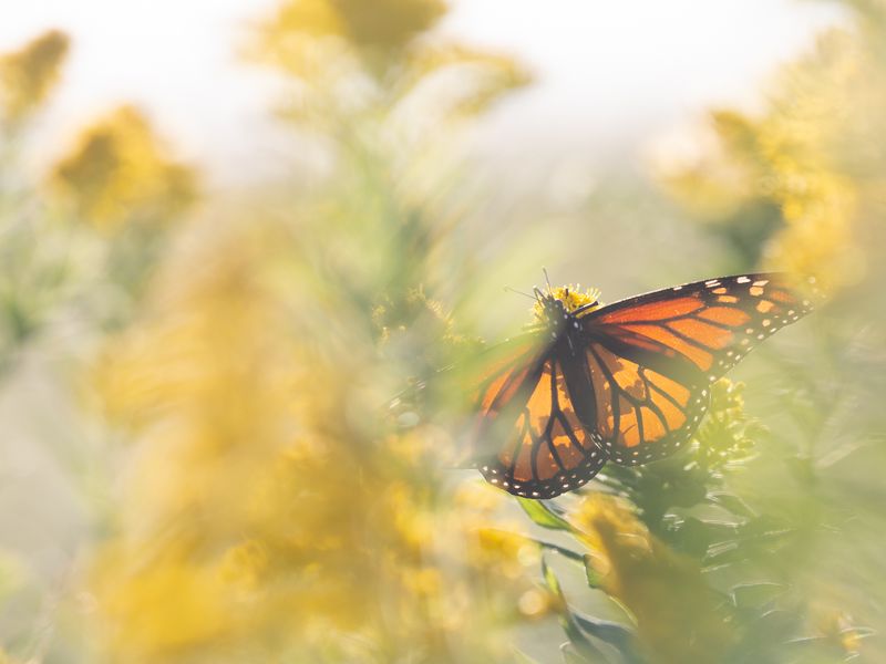 Monarch Butterfly catching some sun | Smithsonian Photo Contest ...