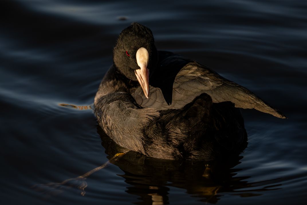 Water Dance Bird | Smithsonian Photo Contest | Smithsonian Magazine