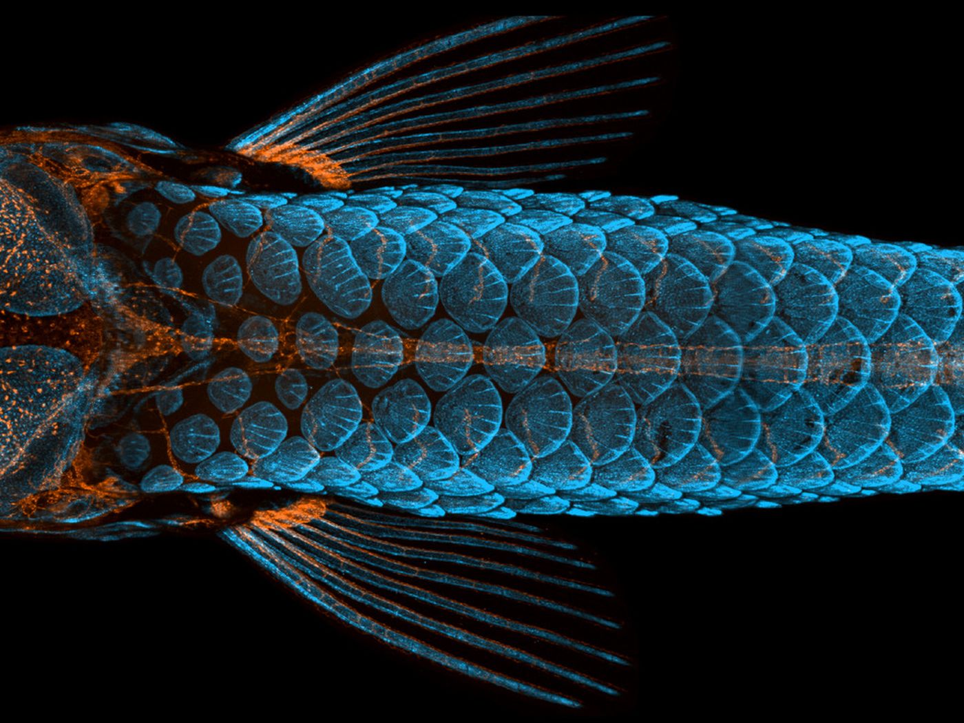 From a Zebrafish to Nylon Stockings, See This Year's Small World ...