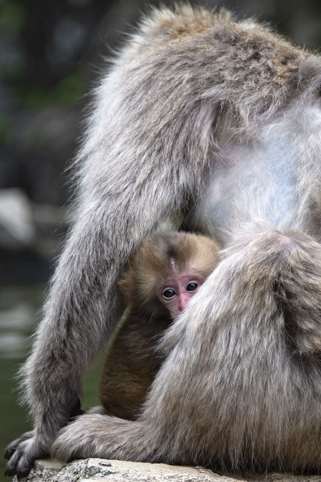A shy but curious baby Japanese macaque snow monkey | Smithsonian Photo ...