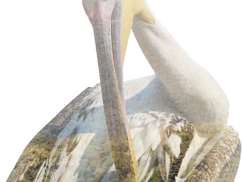 Double Exposure of "Big Bird" | Smithsonian Photo Contest | Smithsonian ...
