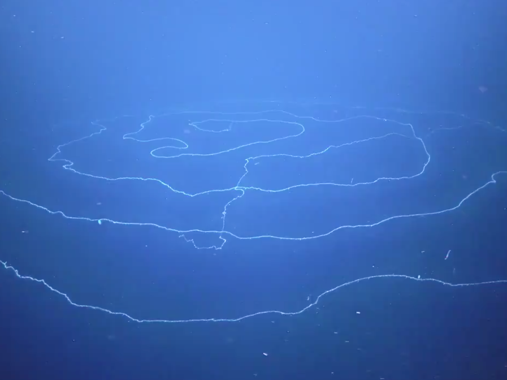 Watch This Giant, Eerie, String-Like Sea Creature Hunt for Food in the ...