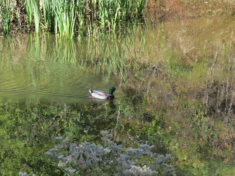 Duck Cutting Through Reflection (1) | Smithsonian Photo Contest ...