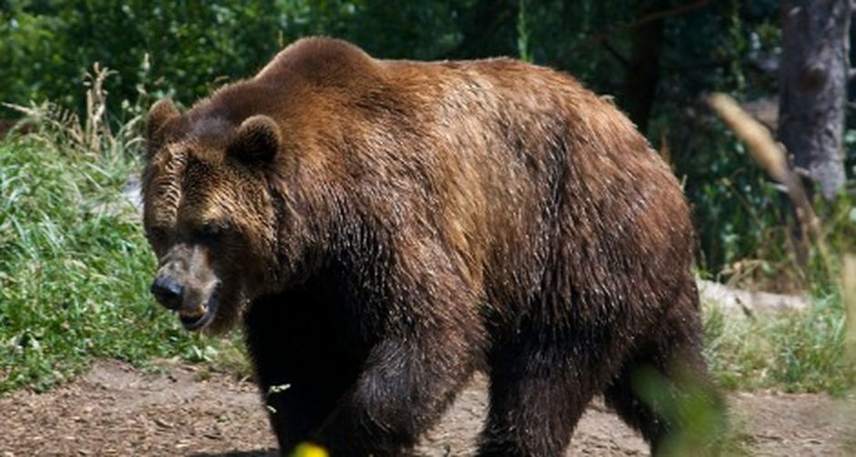 Can Brown Bears Survive in the Pyrenees?