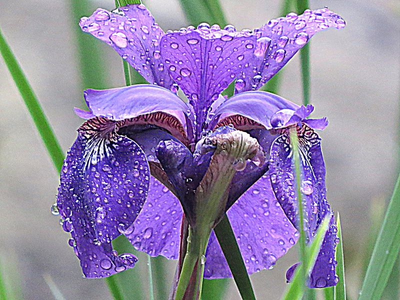 Wet Iris | Smithsonian Photo Contest | Smithsonian Magazine