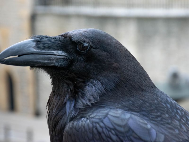Raven | Smithsonian Photo Contest | Smithsonian Magazine
