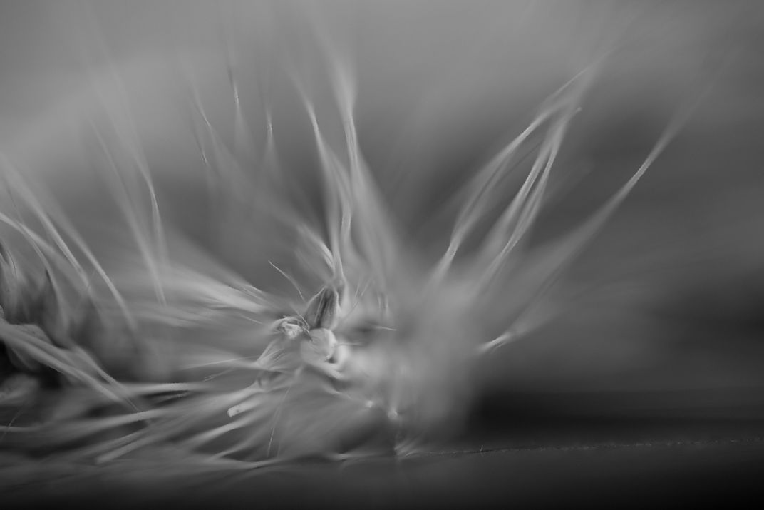 All Things Natural_001 | Smithsonian Photo Contest | Smithsonian Magazine