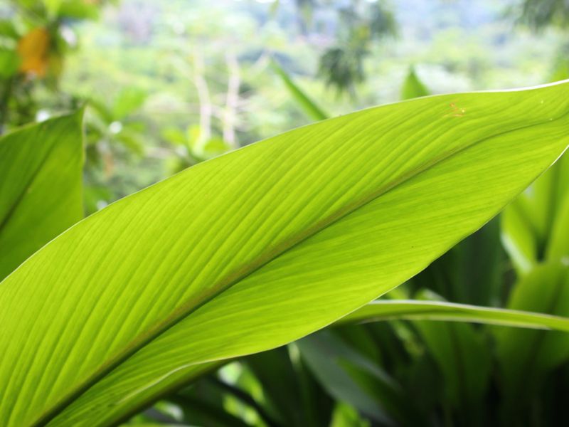 Green Translucent leaf | Smithsonian Photo Contest | Smithsonian Magazine