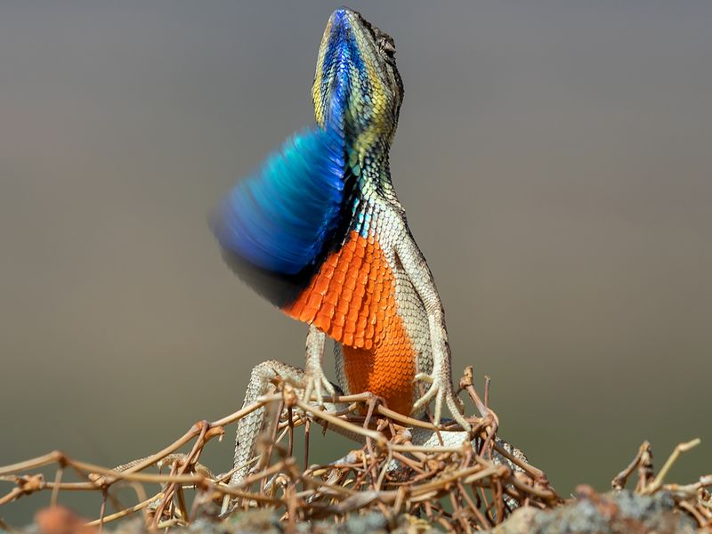 A Fan Throated Lizard depicting its courtship behaviour and clicked in ...