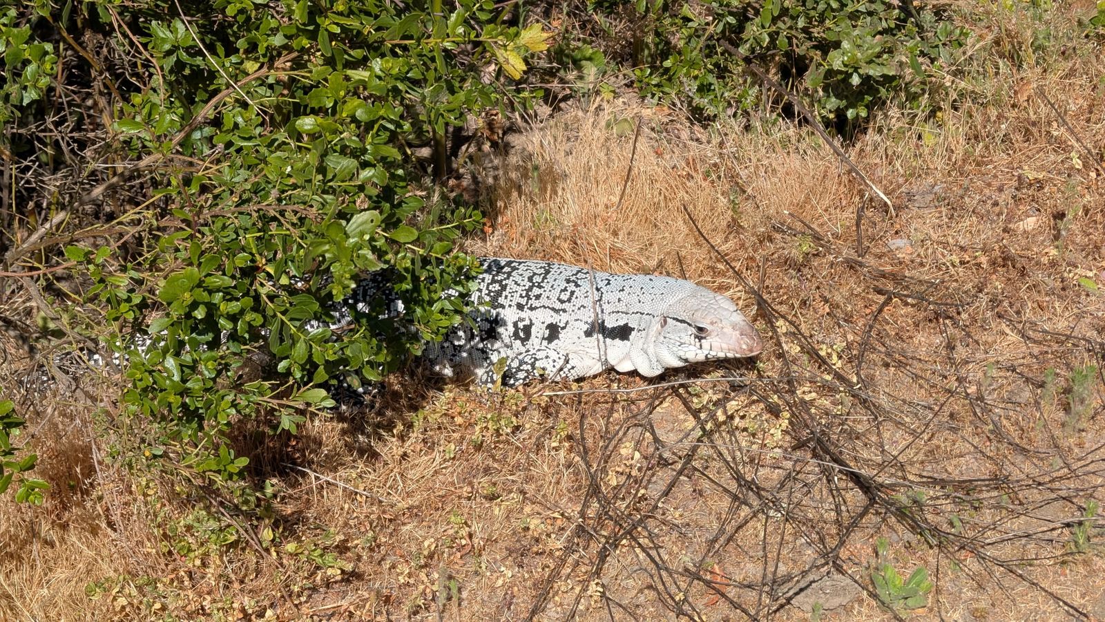 A Large, Invasive Lizard Was Spotted in a California Park
