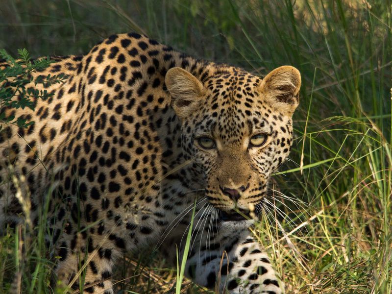 A leopard walking in Kruger National Park, South Africa | Smithsonian ...