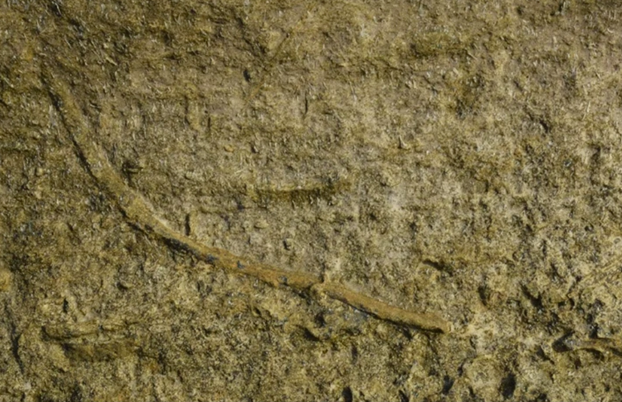 Enormous Prehistoric Marine Worms' Lair Discovered Along Sea Floor