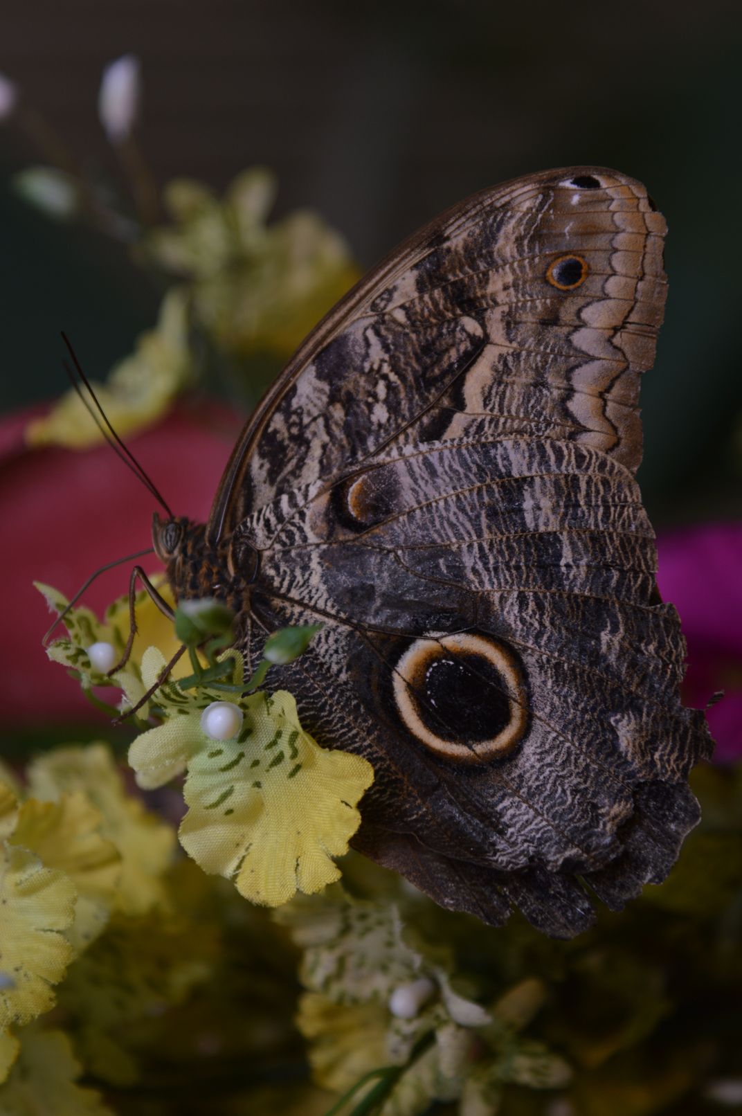 Beautiful Butterfly | Smithsonian Photo Contest | Smithsonian Magazine