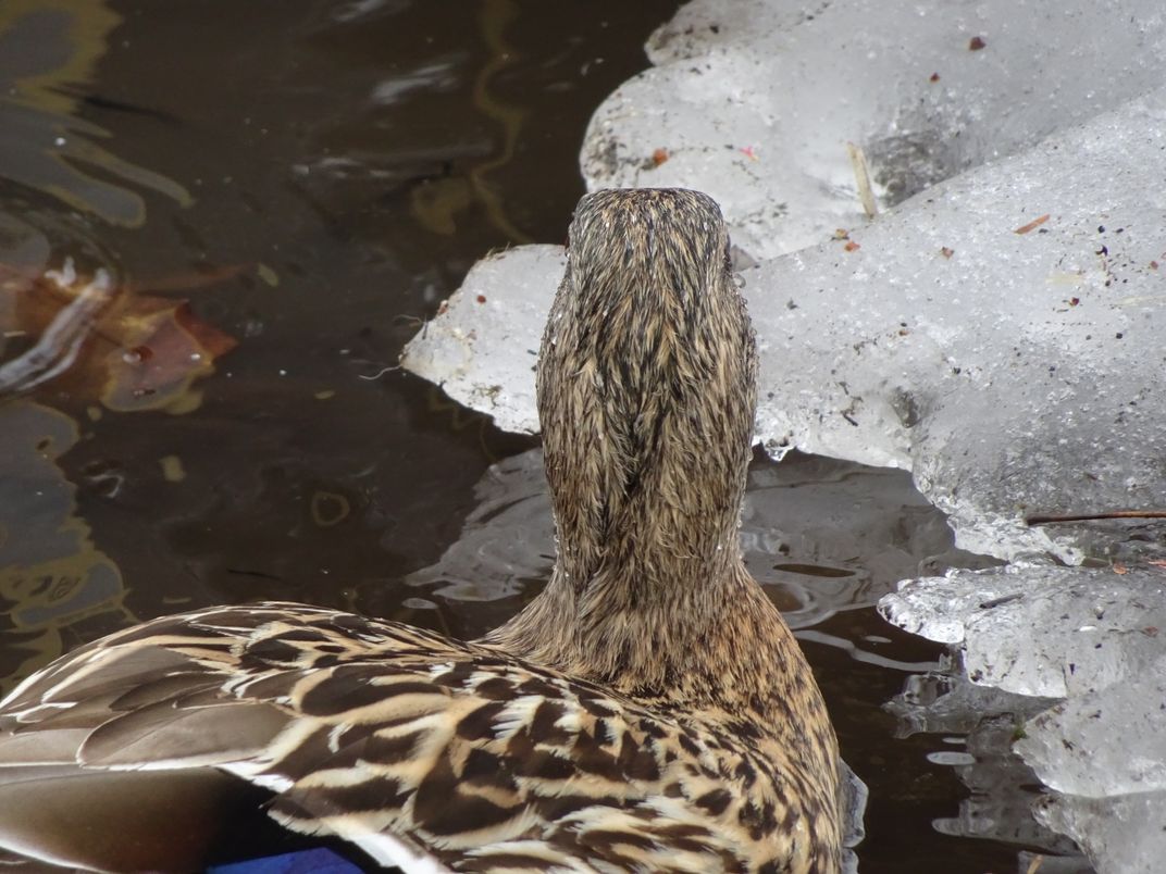 It's Melting | Smithsonian Photo Contest | Smithsonian Magazine