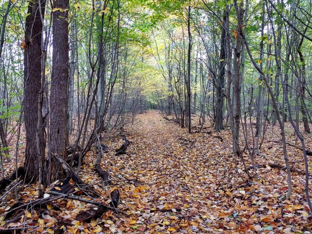 Wooded logging trail | Smithsonian Photo Contest | Smithsonian Magazine