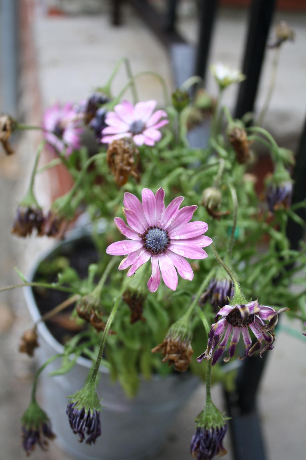 Our stoop plant | Smithsonian Photo Contest | Smithsonian Magazine