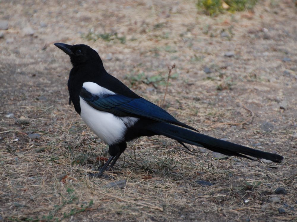 Beautiful Magpie at Yellowstone National Park | Smithsonian Photo ...