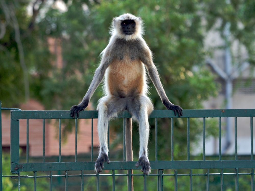 Black faced monkey in Rajasthan, India | Smithsonian Photo Contest ...