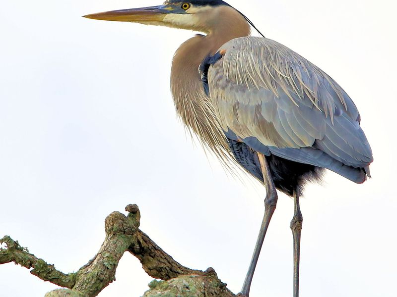 Great Blue | Smithsonian Photo Contest | Smithsonian Magazine
