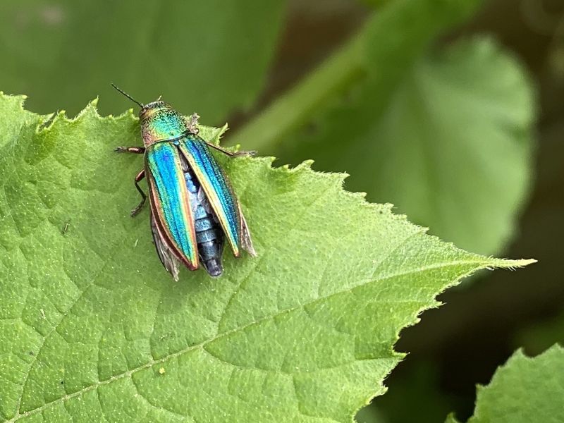 Rainbow bug | Smithsonian Photo Contest | Smithsonian Magazine