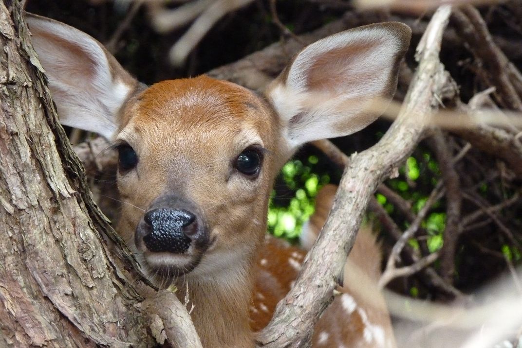 Frighten Baby Fawn Waiting in a Cedar Hedge for its Mother to Return ...
