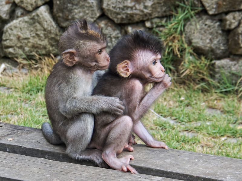 Macaque siblings in Ubud Monkey Forest | Smithsonian Photo Contest ...