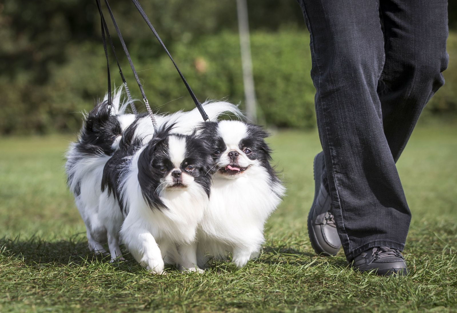 These 12 Popular Dog Breeds Are at Risk of Breathing Problems Related ...
