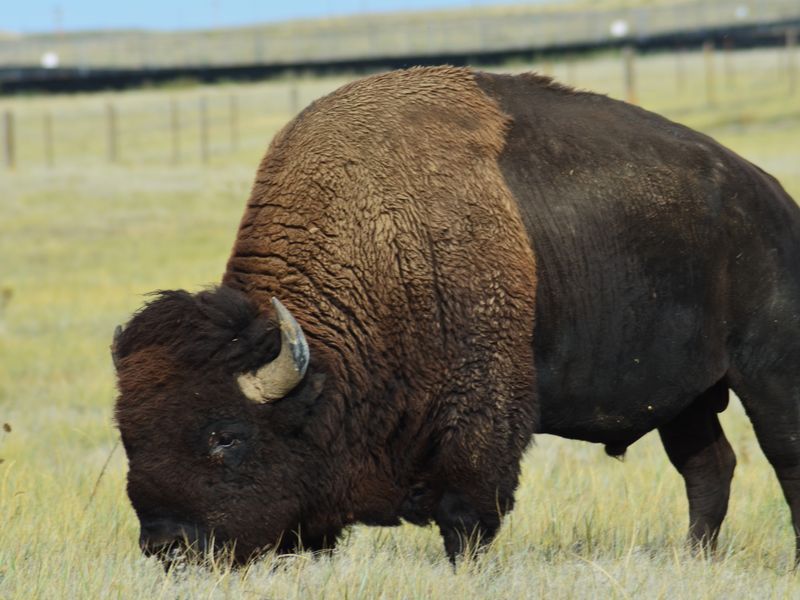 Buffalo | Smithsonian Photo Contest | Smithsonian Magazine