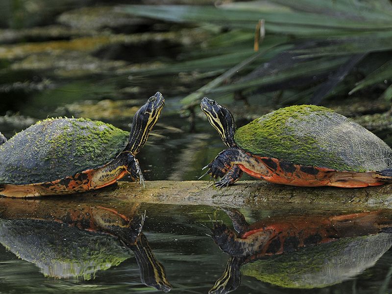Log for Two: Florida old algae-covered Red-bellied Cooter turtles ...