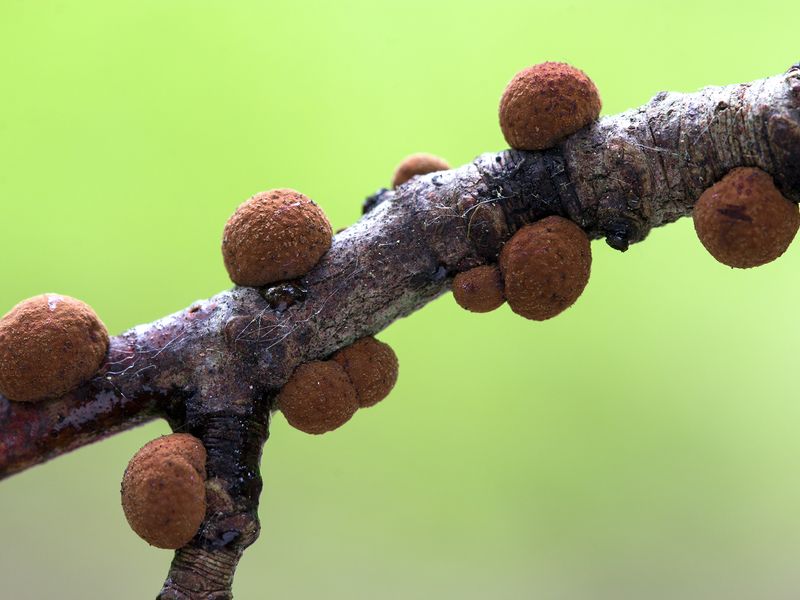 Hypoxylon fragiforme | Smithsonian Photo Contest | Smithsonian Magazine