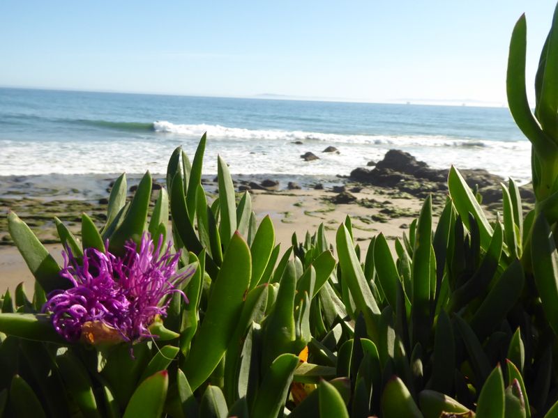 Purple flowers at the beach | Smithsonian Photo Contest | Smithsonian ...