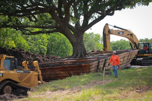 It’s Crazy to Move a Hundred-Year-Old Tree, But This One Is Thriving ...