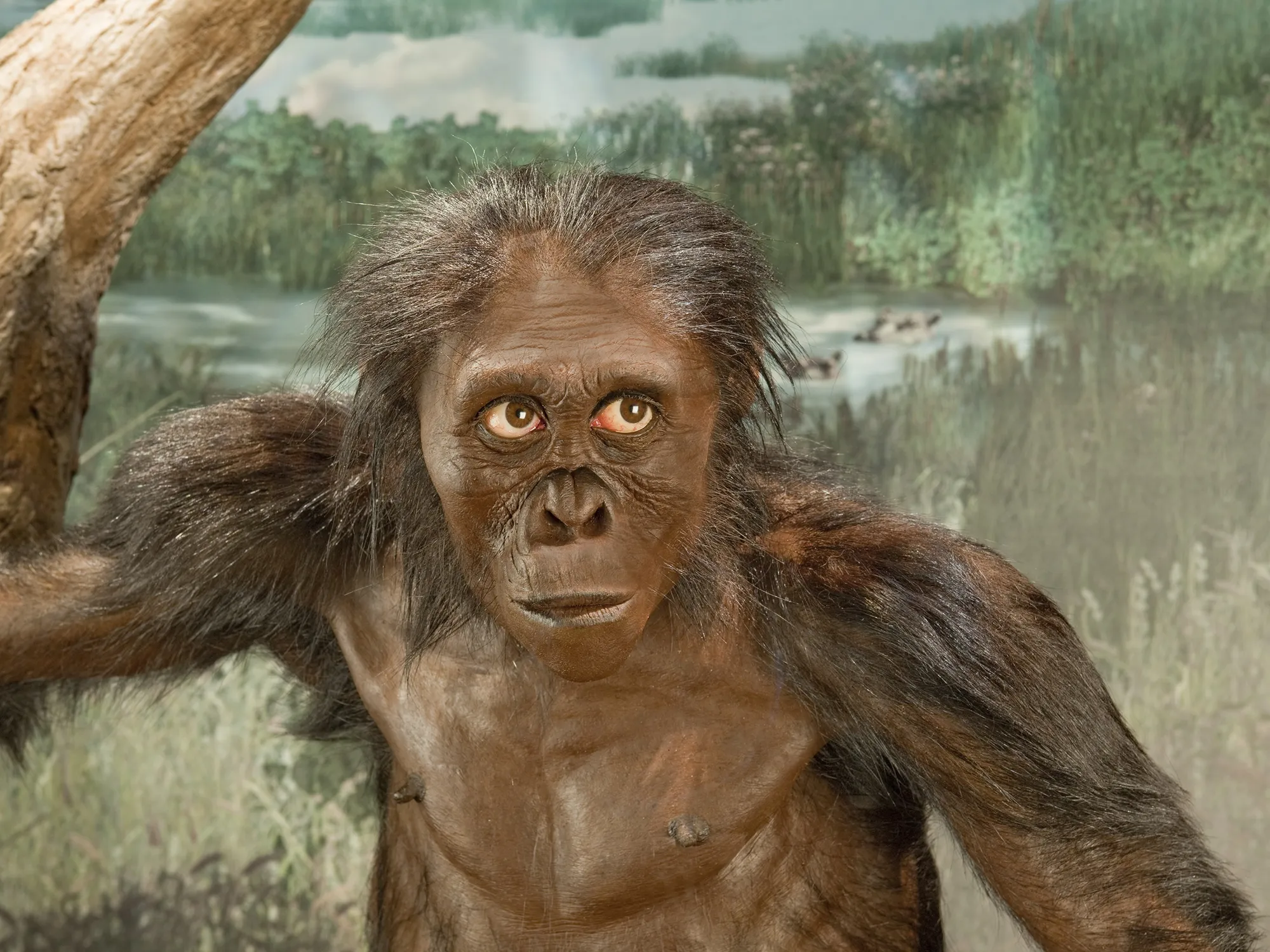 After 50 Years, Scientists Still Love Lucy | Smithsonian Voices ...