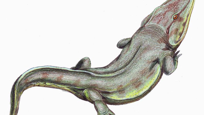 First Animal On Land