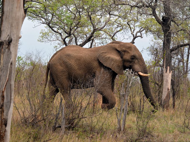 Elephant framed by trees | Smithsonian Photo Contest | Smithsonian Magazine