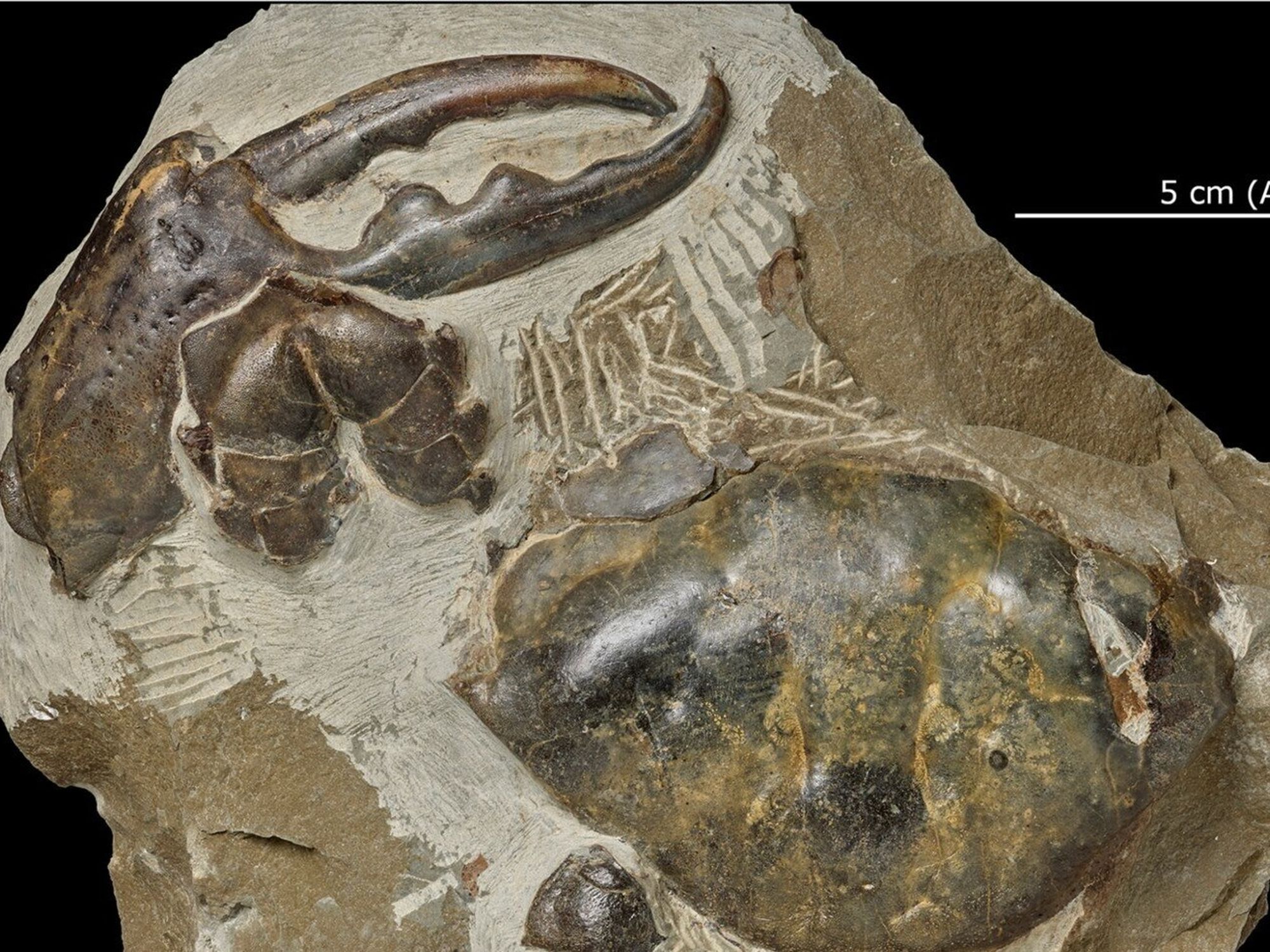 Fossil Hunter Discovers Gigantic Crab in New Zealand—a New, Extinct Species