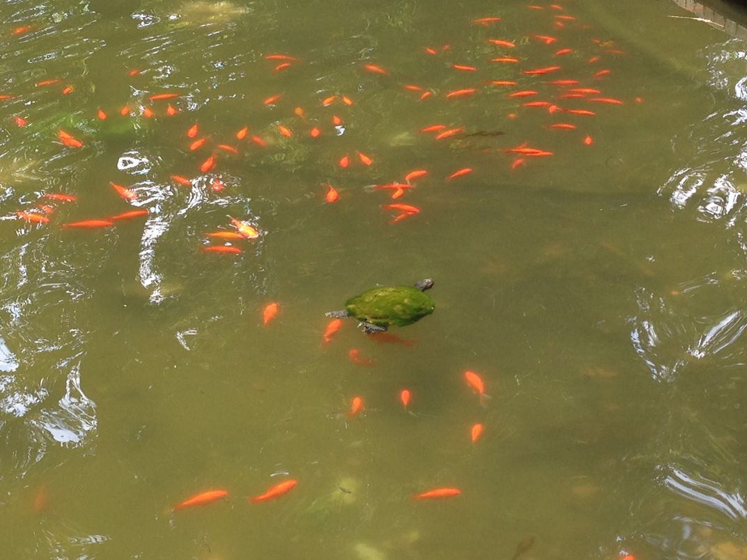 A turtle surprised us among the goldfish. | Smithsonian Photo Contest ...