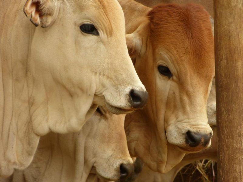 Three Masai cows | Smithsonian Photo Contest | Smithsonian Magazine