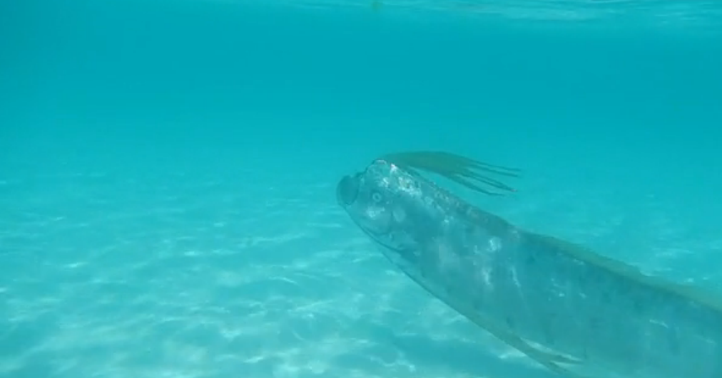 Oarfish Skull