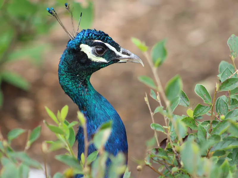 Beautiful Indian Peafowl | Smithsonian Photo Contest | Smithsonian Magazine