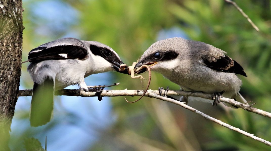 Loggerhead Shrikes "Tug-Of-War" | Smithsonian Photo Contest ...