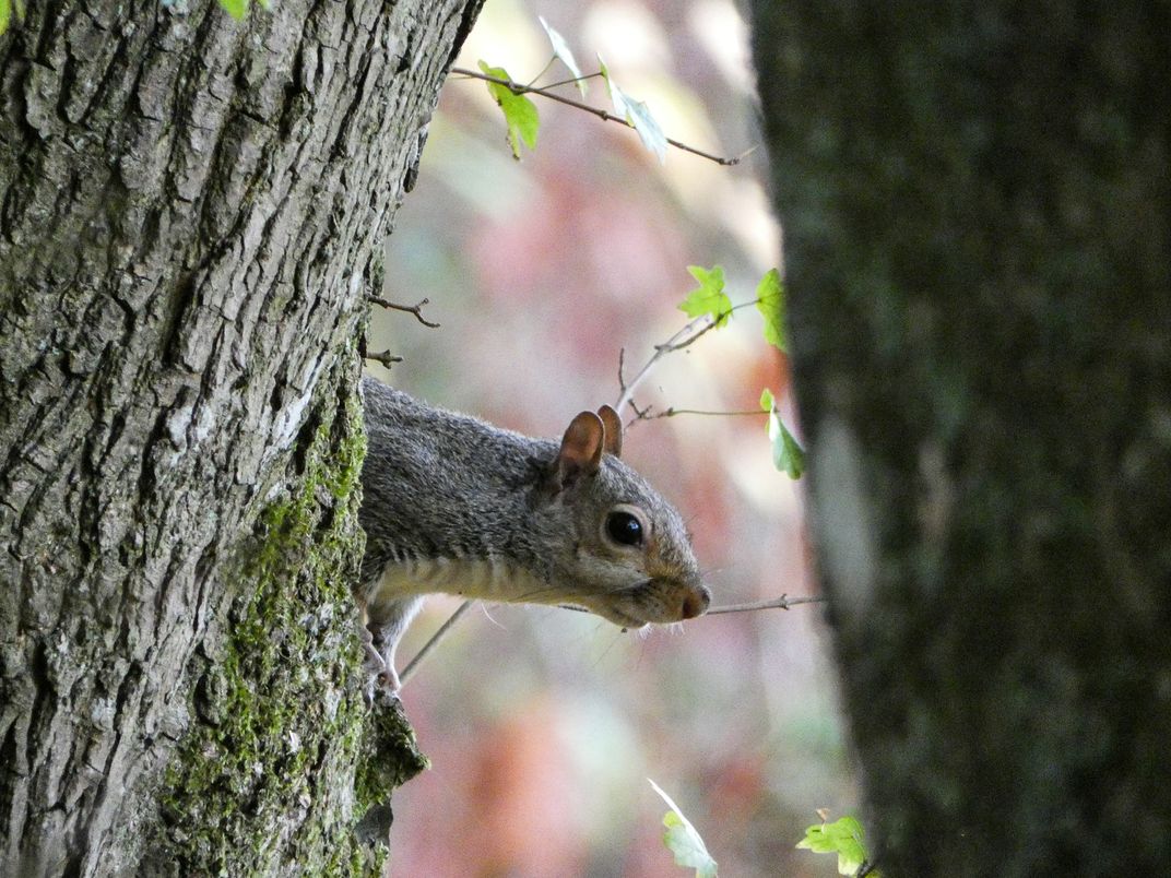 Petit écureuil curieux | Smithsonian Photo Contest | Smithsonian Magazine