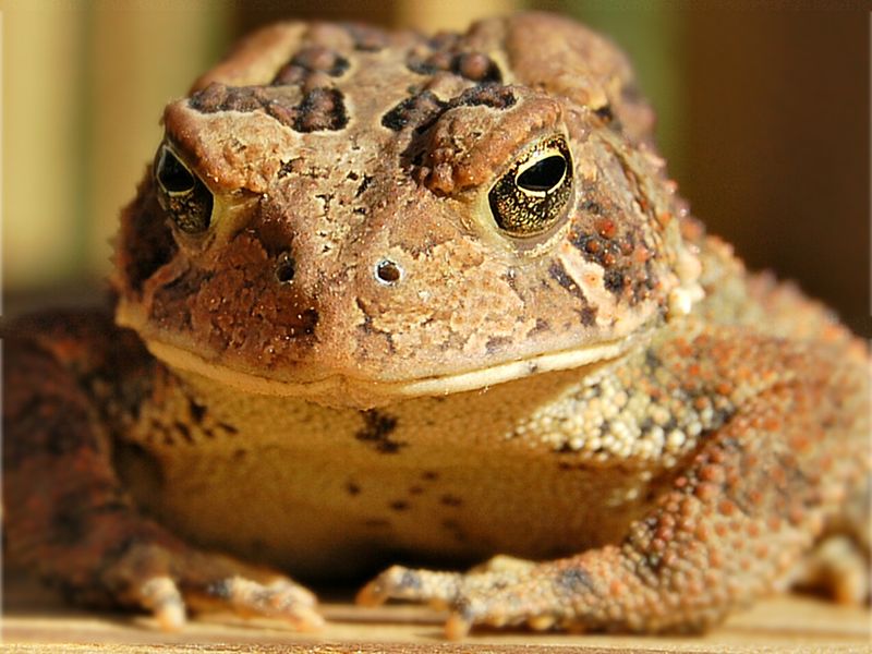 A toad sitting in the sun. | Smithsonian Photo Contest | Smithsonian ...